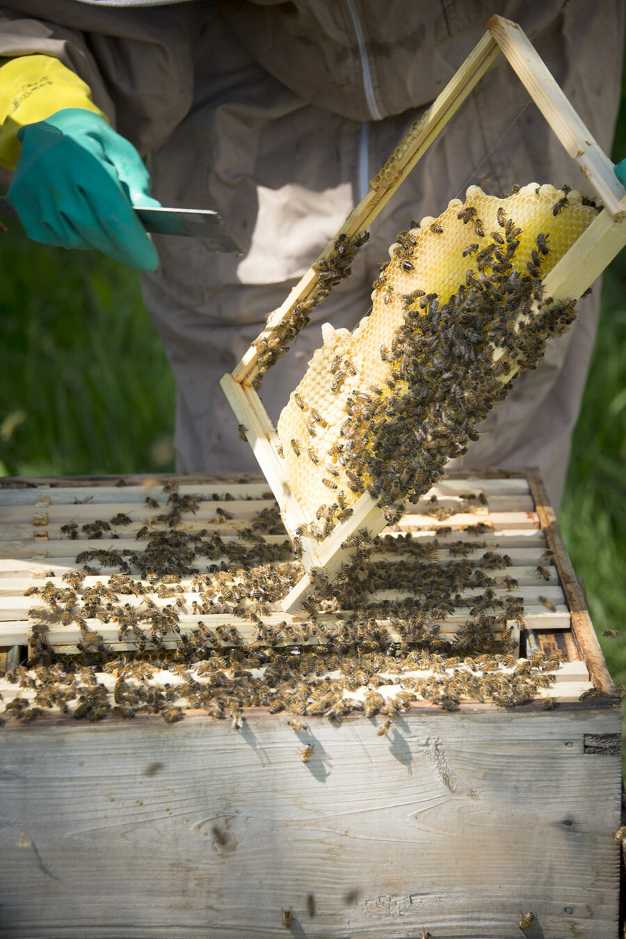 Ruche géante au Royal Botanic Gardens, Kew