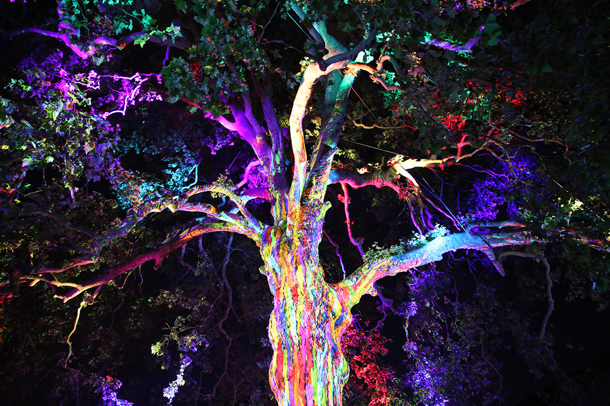 Arbre de la Liberté de Bayeux en vidéo mapping à 360°