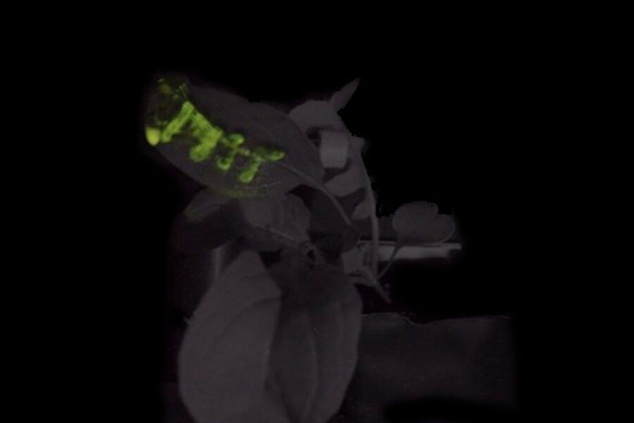Plantes lumineuses nanobioniques, la luciole inspire le MIT