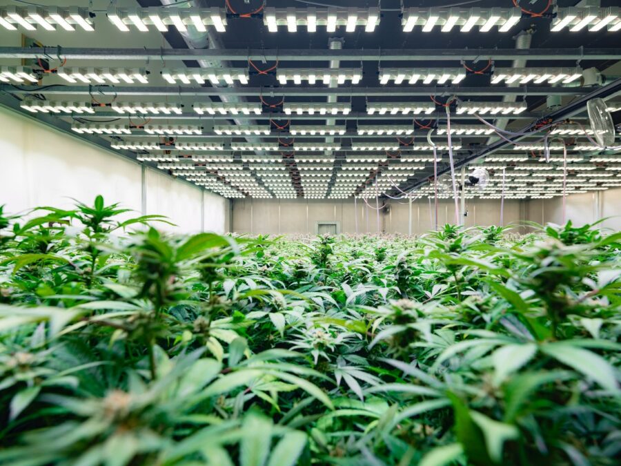 Osram Osconiq S 5050, LED blanche très efficace en horticulture